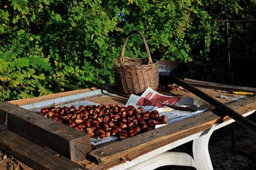 81ª Festa dei Marroni di Combai 2025 - agriturismo valdobbiadene, b&b valdobbiadene e ...